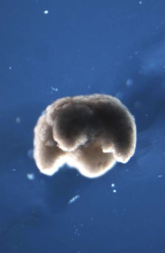 xenobots – highlike